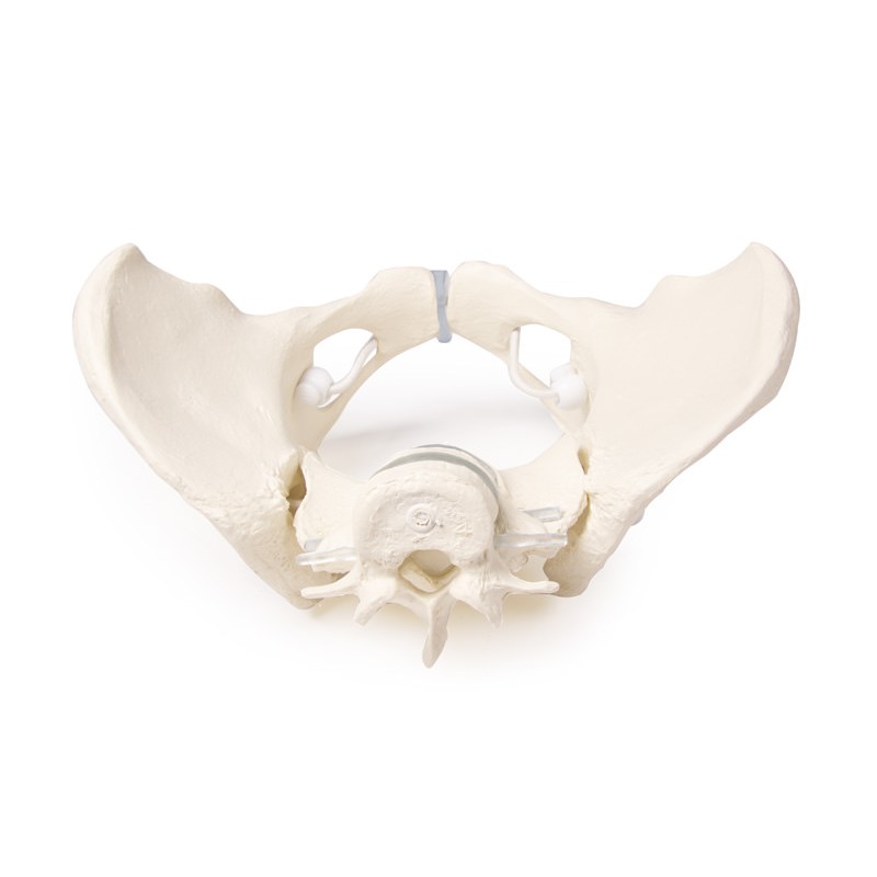 Flexible Female Pelvis with Sacrum and Lumbar Vertebrae Model | Health ...